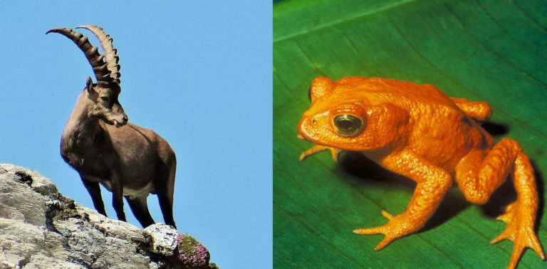 25 animaux disparus depuis ma naissance - Blog de l'Impossible Dictionnaire